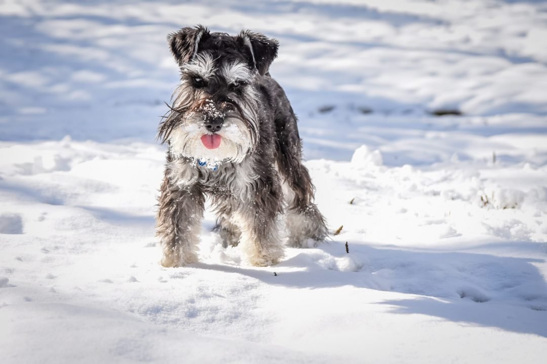 Todo lo que debes saber del perro Schnauzer | Gentleman USA