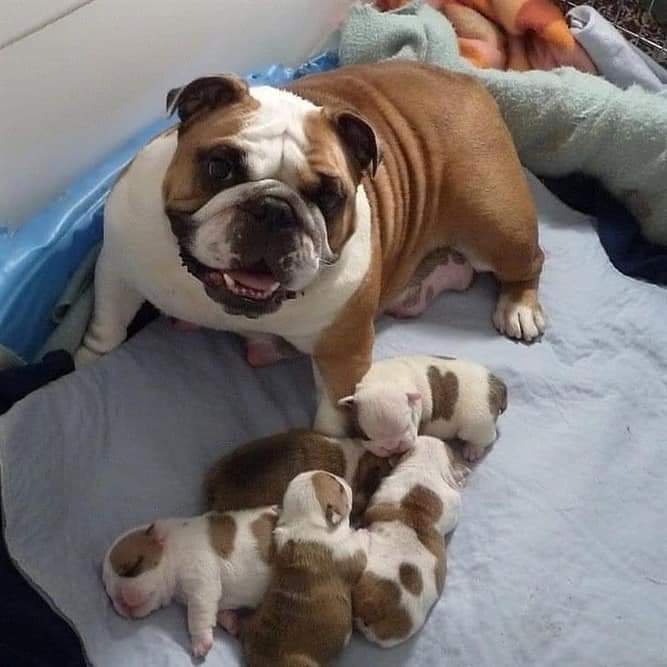 Estas son las razas de perros más pequeños | Gentleman USA