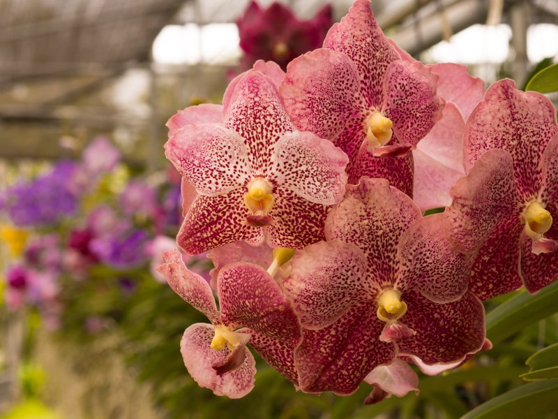 Top Flores Más Hermosas del Mundo: Un Viaje Visual