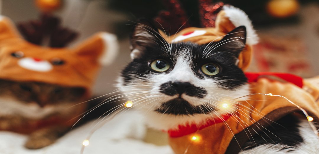 Moda para Gatos: Vistiendo a tus Felinos con Estilo | Gentleman USA